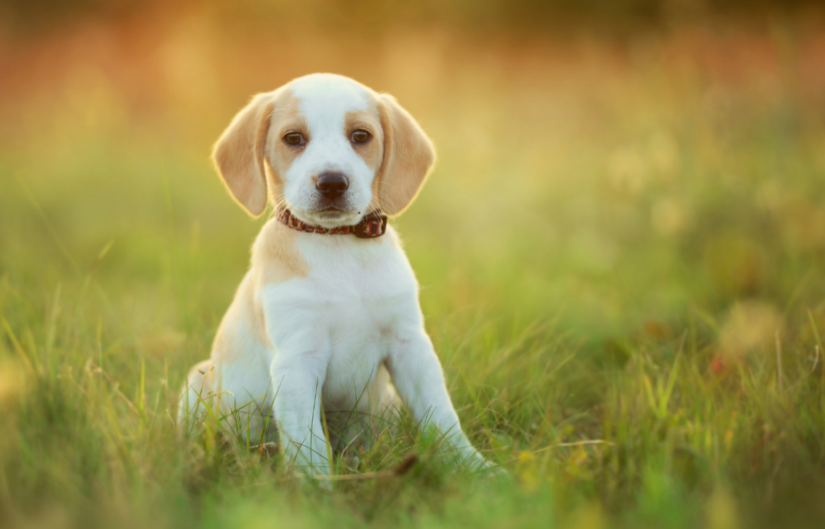 Bringing home a new puppy? Find out how to take care of your new dog.