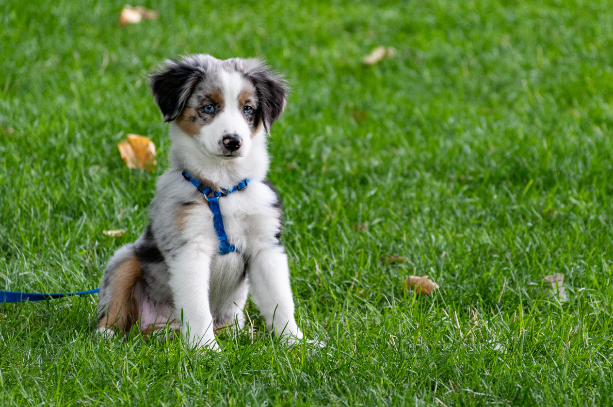 Bringing home a new puppy? Find out how to take care of your new dog.